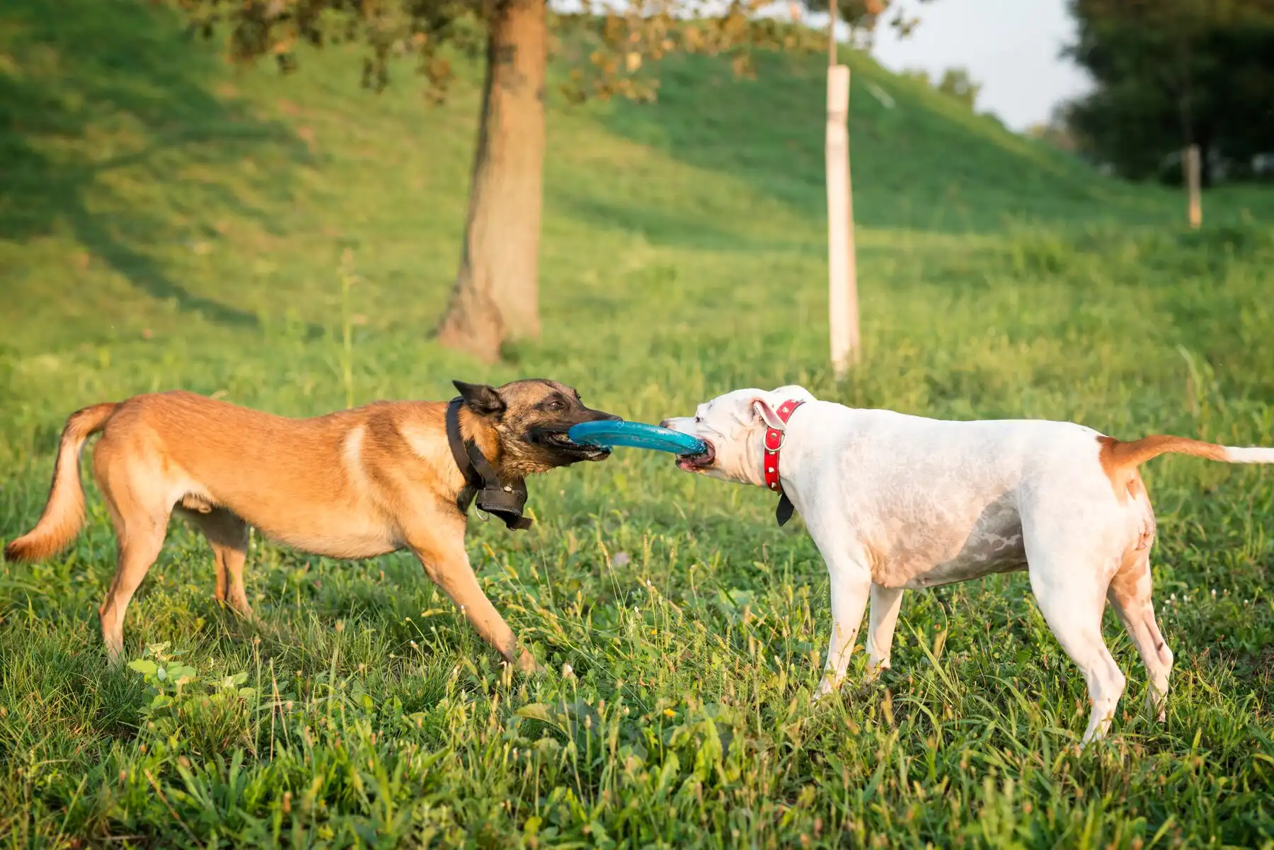 Mon chien attaque mon autre chien sans raison : 6 causes expliquées et ...