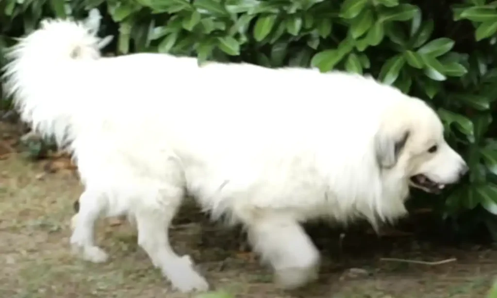 Race de chien noir et blanc : notre top 8 à connaître - SOS Vieux Chiens