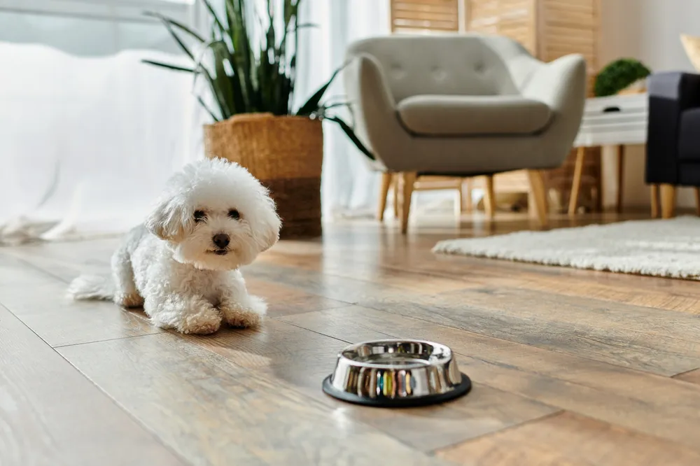 Petit chien mignon : 10 races qui vont vous faire craquer - SOS Vieux ...