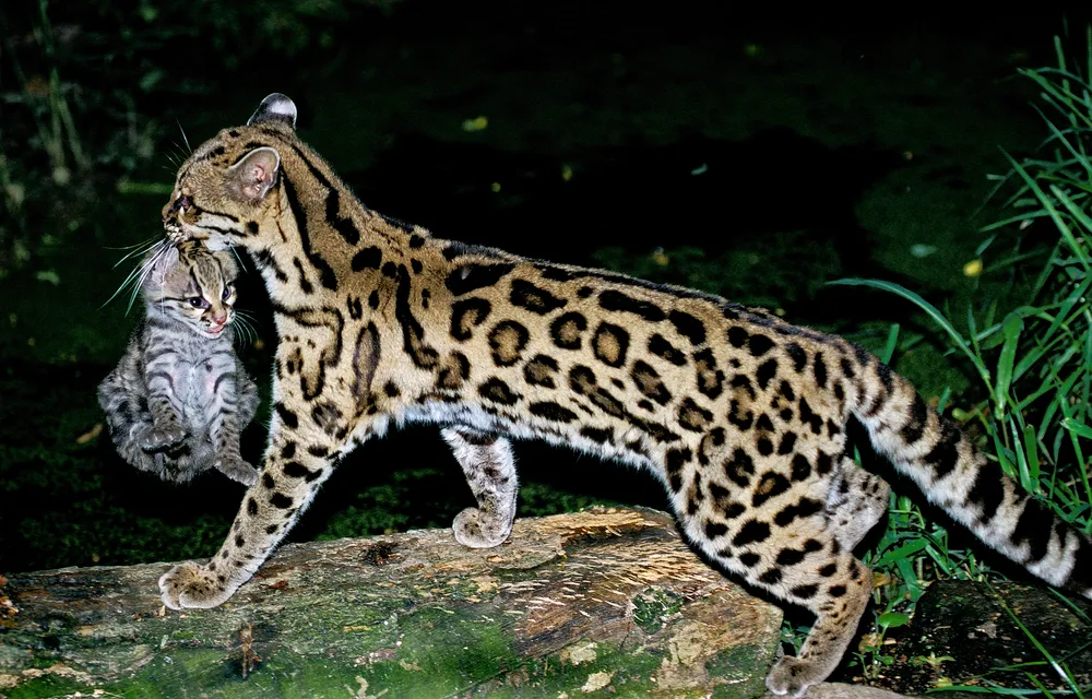 Chat margay : un félin sauvage méconnu - SOS Vieux Chiens